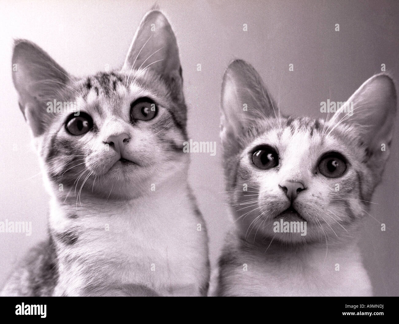 Curious feline companions hi-res stock photography and images - Alamy