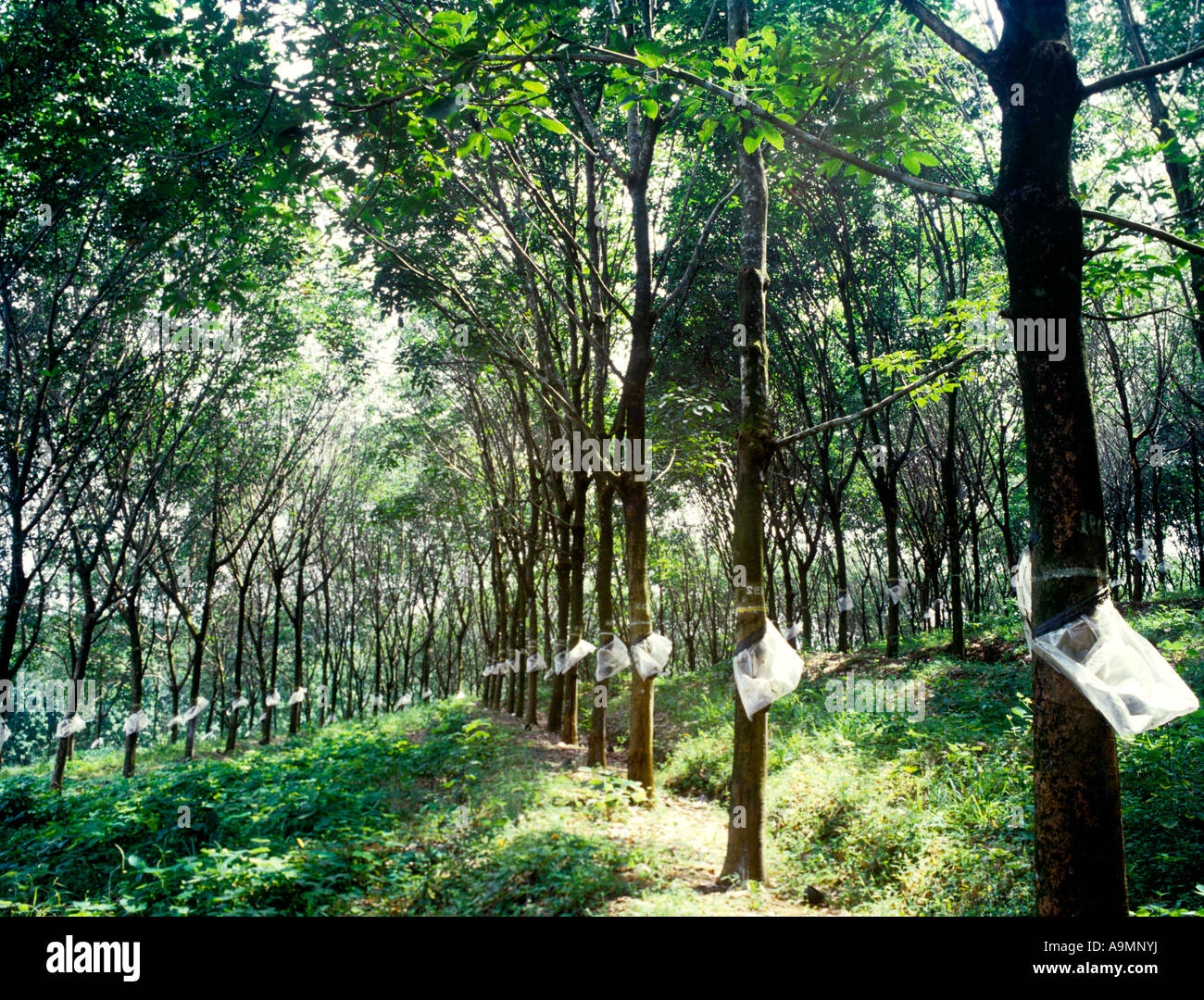 RUBBER PLANTATIONS IN MUNDAKKAYAM KERALA Stock Photo - Alamy