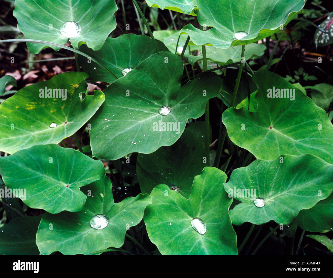 Sagittate Shaped Leaf High Resolution Stock Photography and Images - Alamy