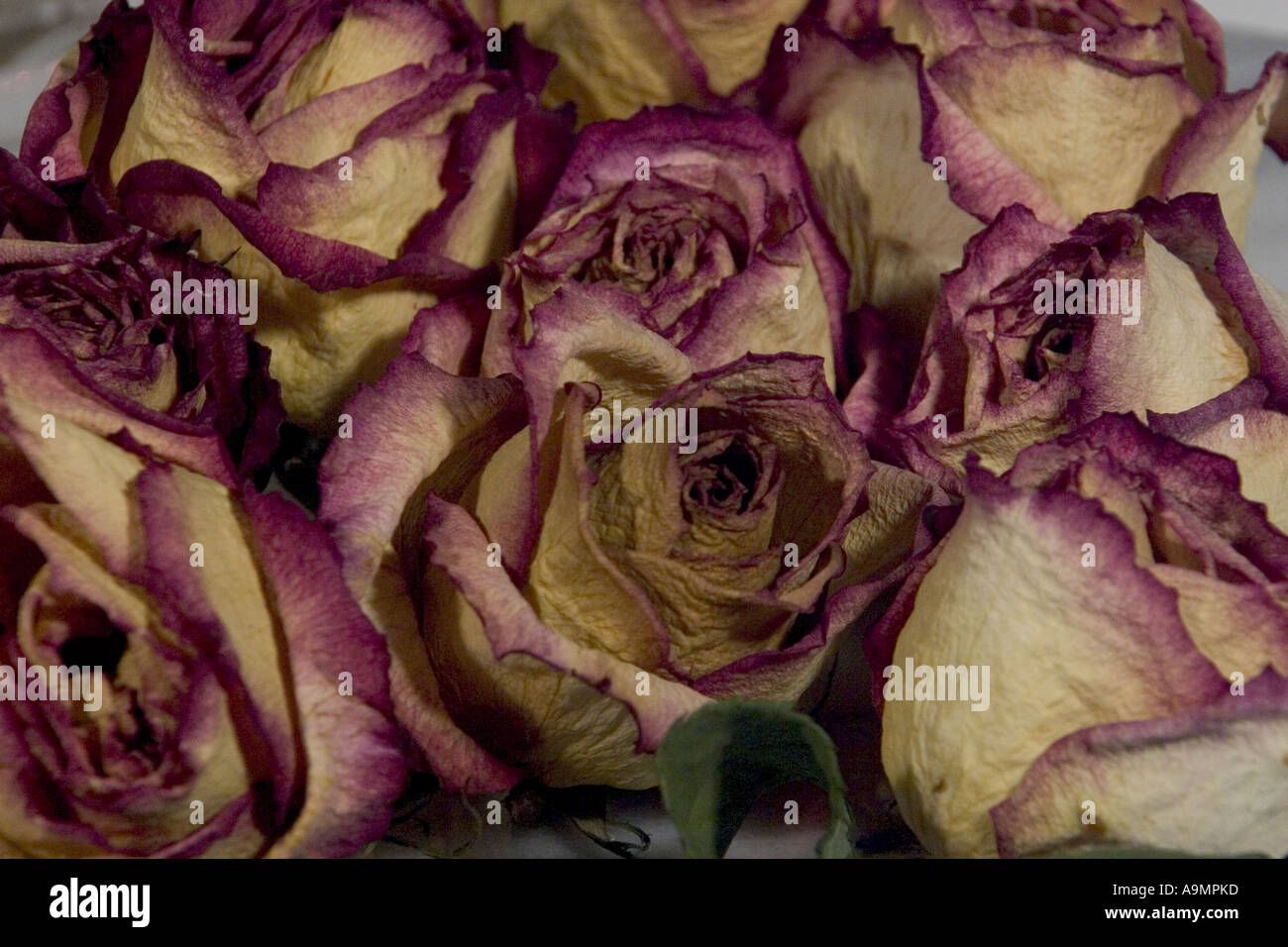 Dried Two Toned Roses Stock Photo - Alamy