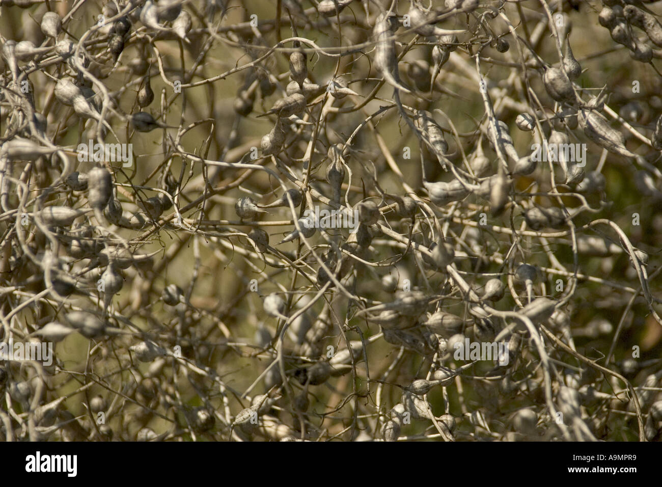 Seaweed pods hi-res stock photography and images - Alamy
