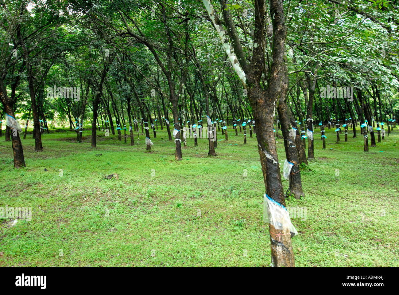 RUBBER PLANTATIONS IN MUNDAKKAYAM KERALA Stock Photo - Alamy