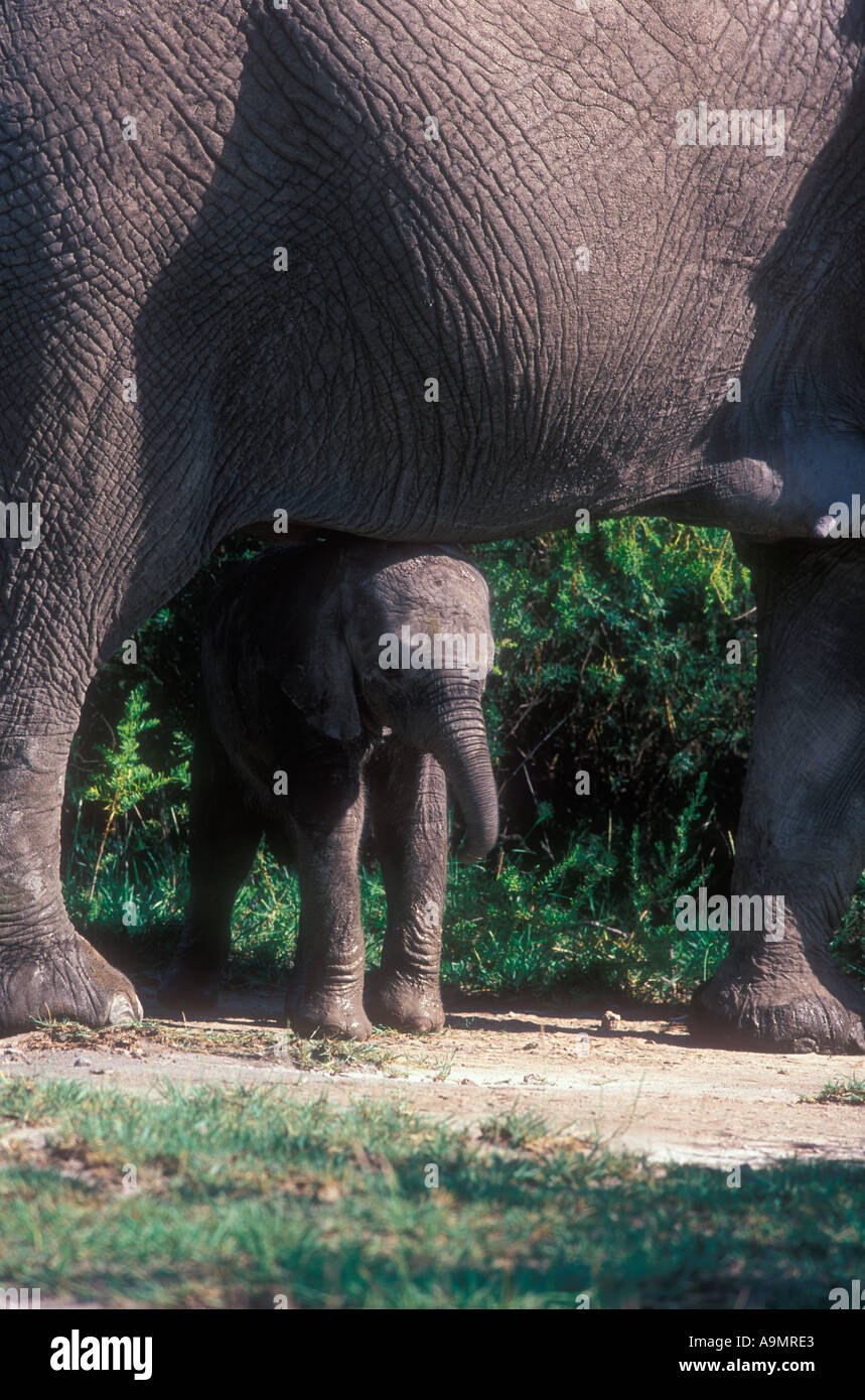 Elephant tusk dig hi-res stock photography and images - Alamy