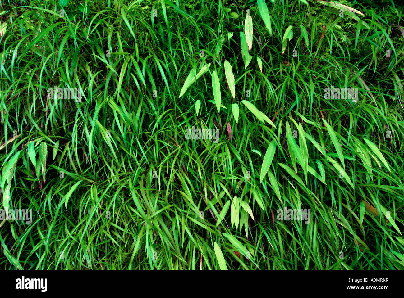 GREENERY IN MUNNAR KERALA Stock Photo - Alamy