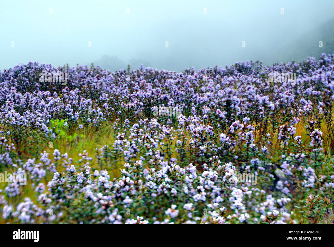 NEELAKURINJI IN FULL BLOOM IN RAJAMALA ERAVIKULAM NATIONAL PARK MUNNAR ...