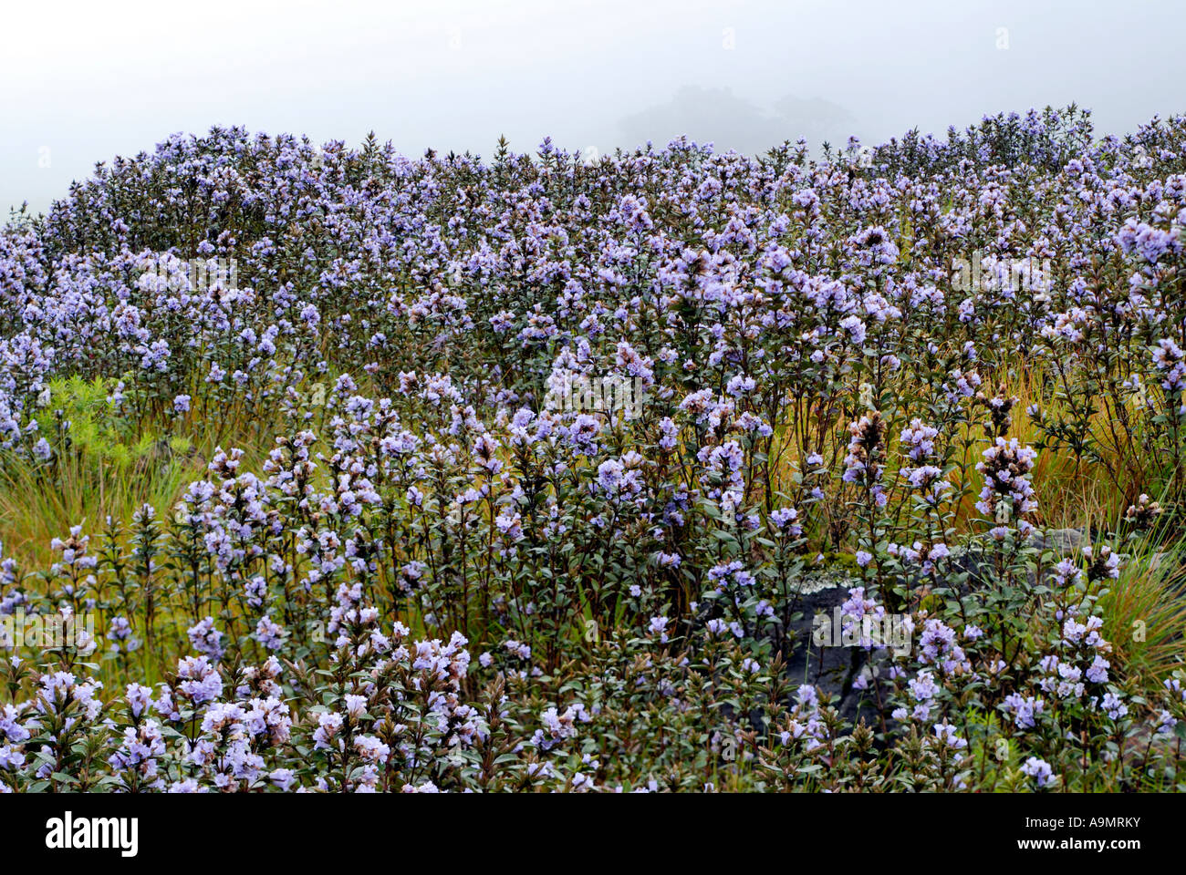 NEELAKURINJI IN FULL BLOOM IN RAJAMALA ERAVIKULAM NATIONAL PARK MUNNAR ...