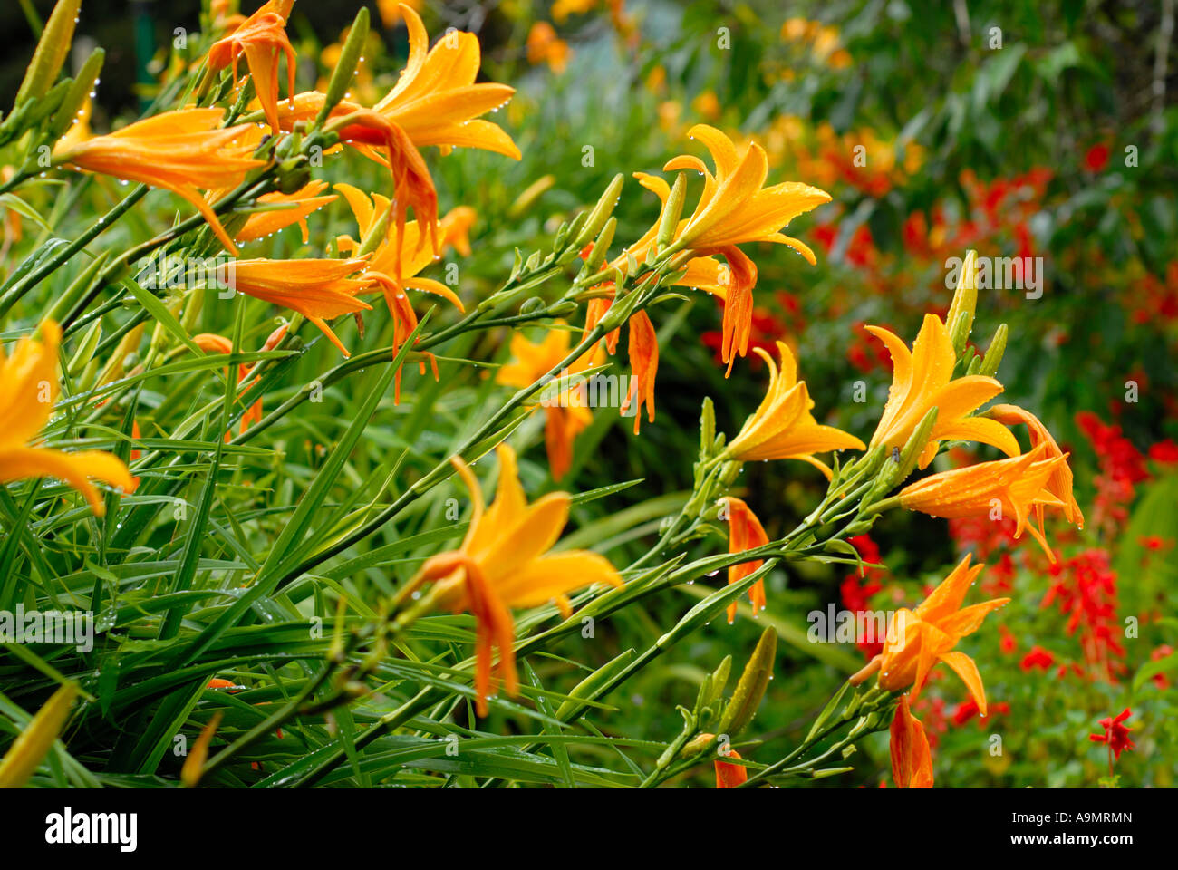 FLOWERS IN MUNNAR KERALA Stock Photo - Alamy