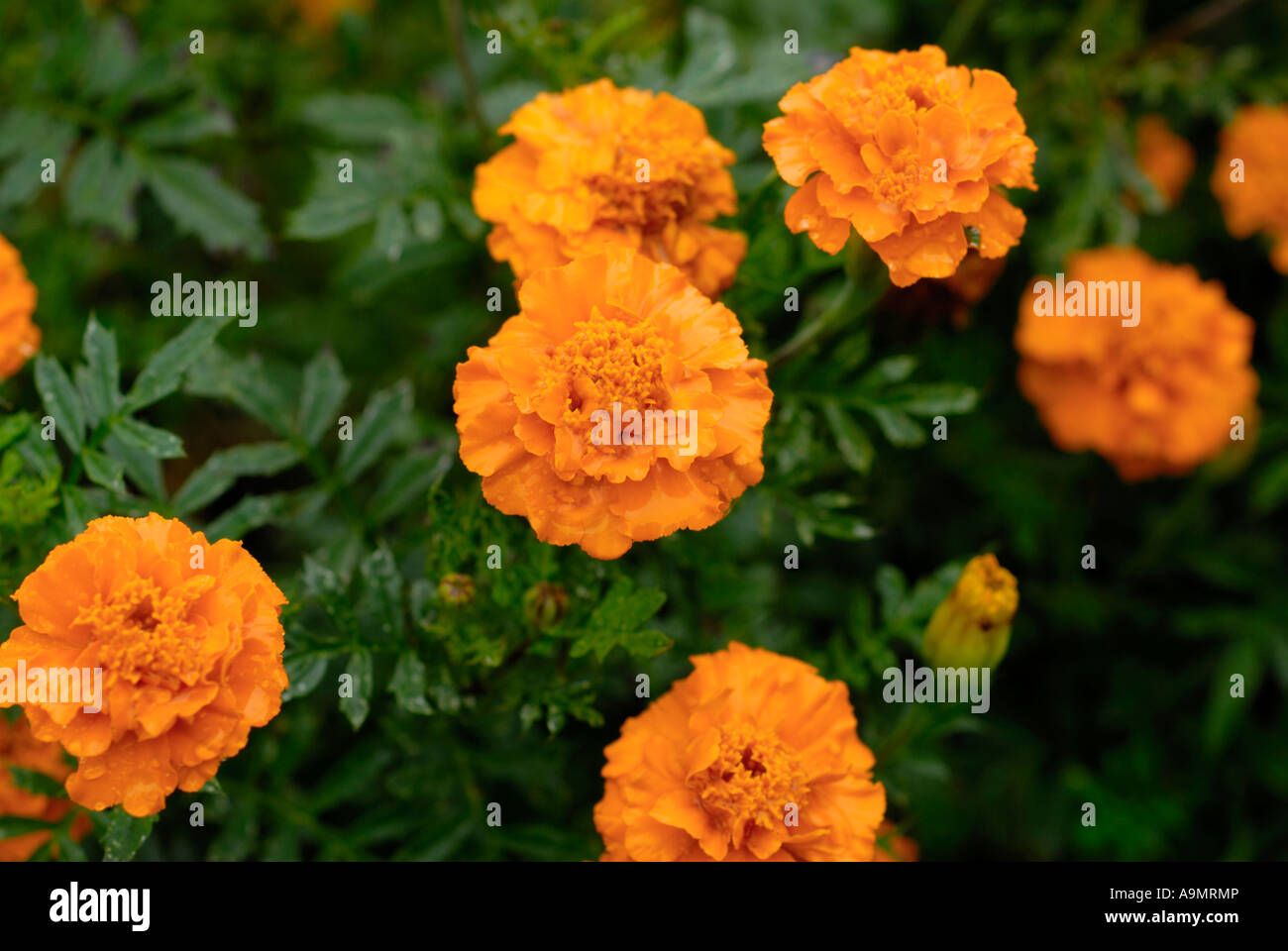 FLOWERS IN MUNNAR KERALA Stock Photo - Alamy