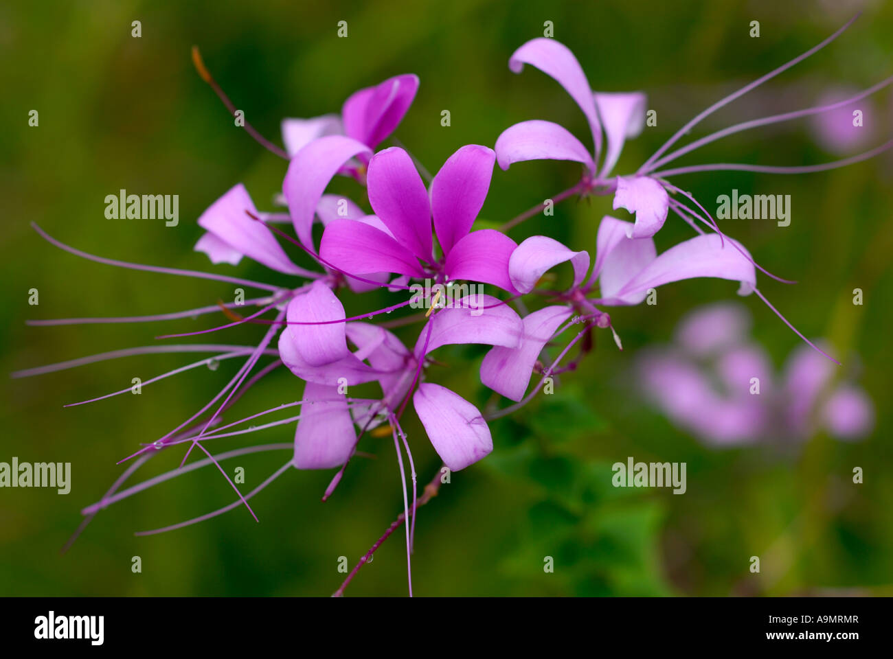 FLOWERS IN MUNNAR KERALA Stock Photo - Alamy