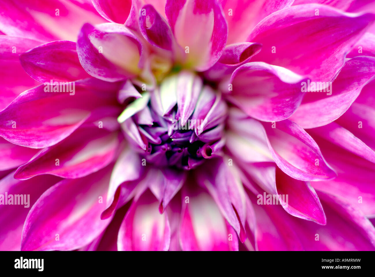 DESIGNED BY NATURE Stock Photo - Alamy