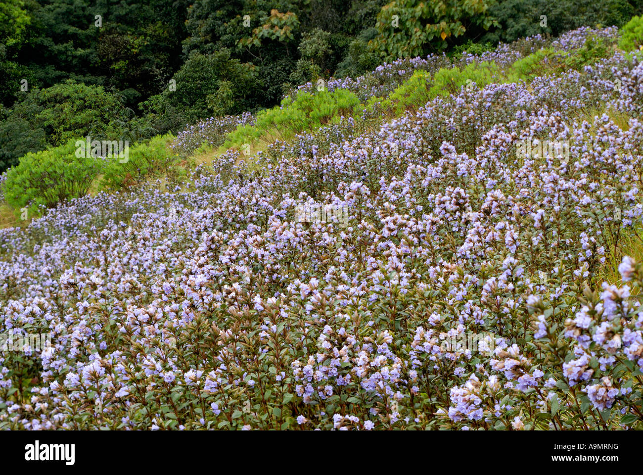 NEELAKURINJI IN FULL BLOOM IN RAJAMALA ERAVIKULAM NATIONAL PARK MUNNAR ...