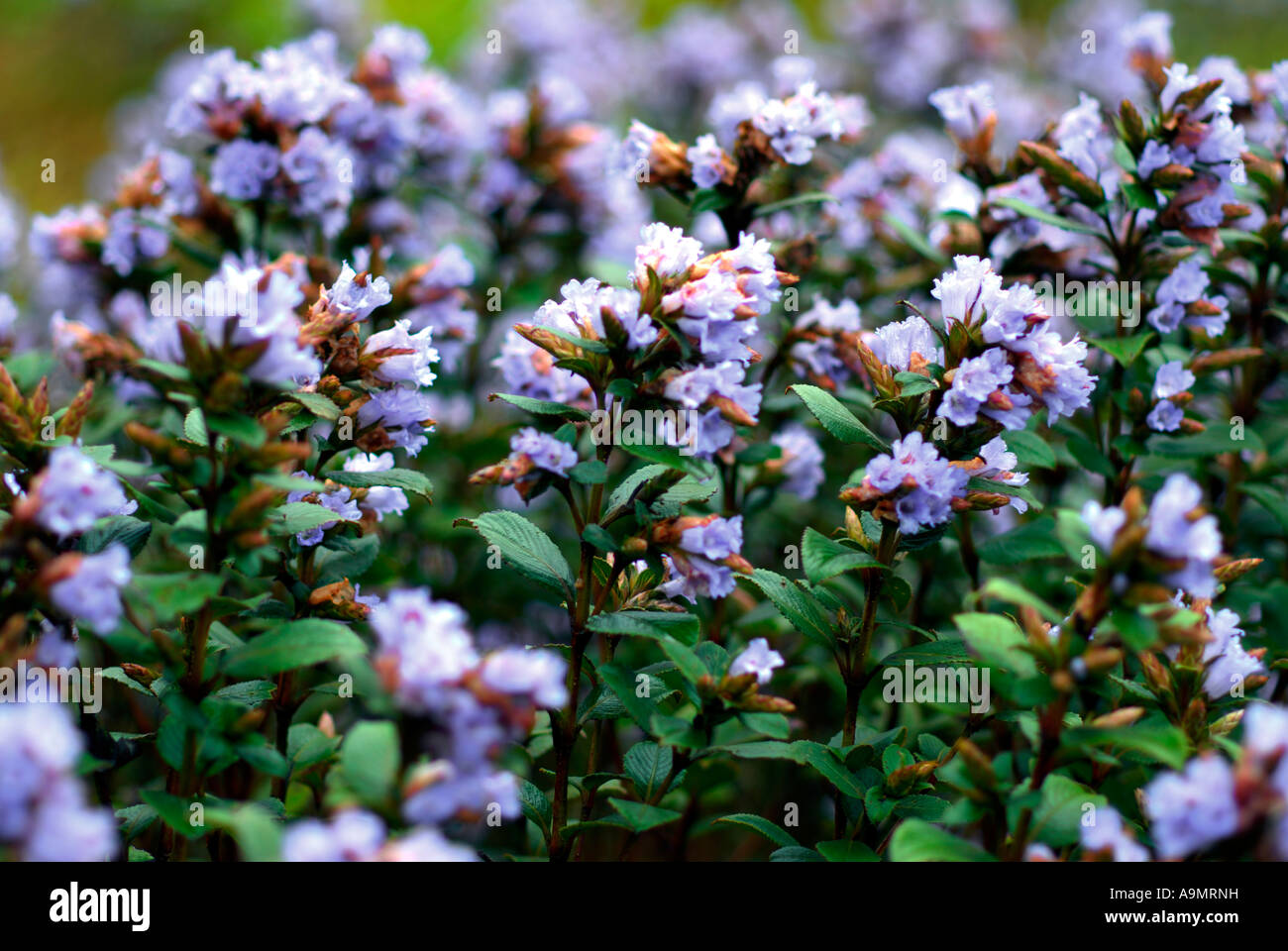 NEELAKURINJI IN FULL BLOOM IN RAJAMALA ERAVIKULAM NATIONAL PARK MUNNAR ...
