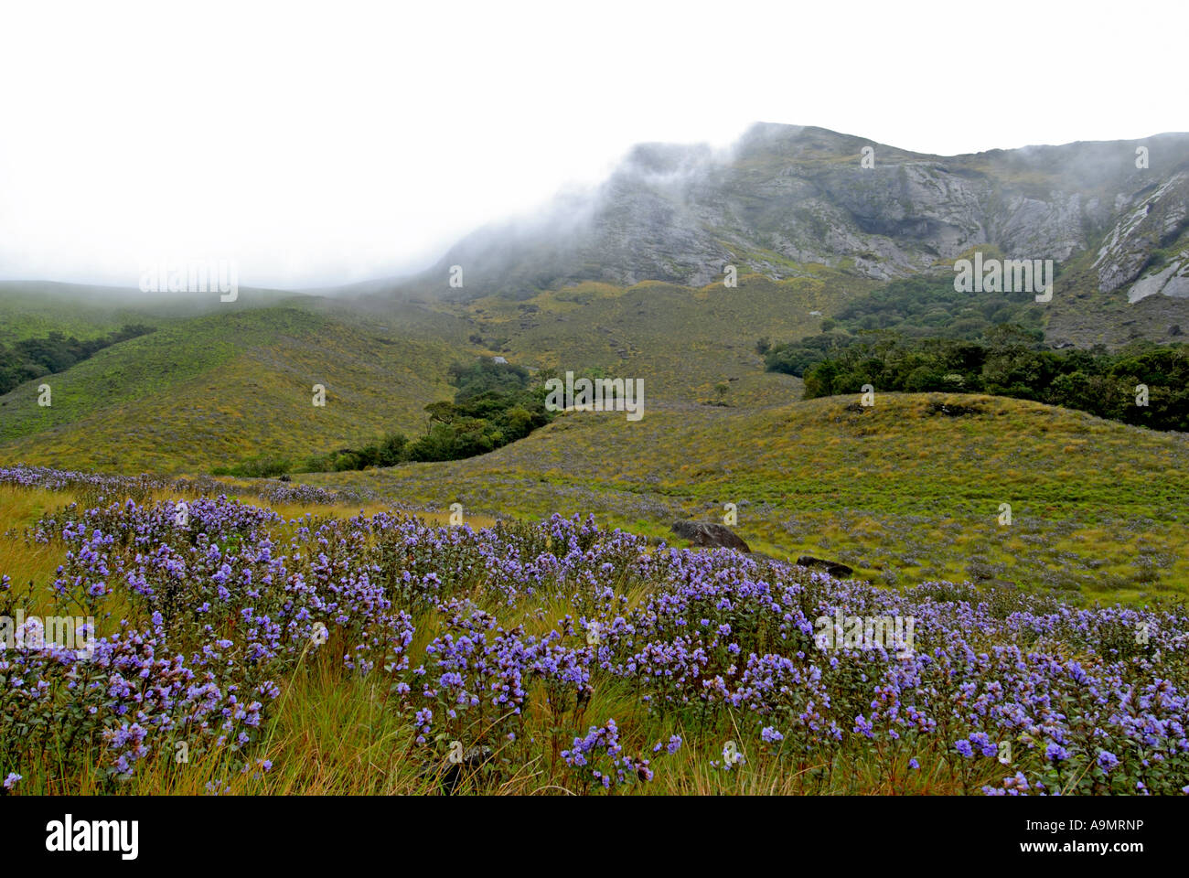 NEELAKURINJI IN RAJAMALA ERAVIKULAM NATIONAL PARK MUNNAR Stock Photo ...