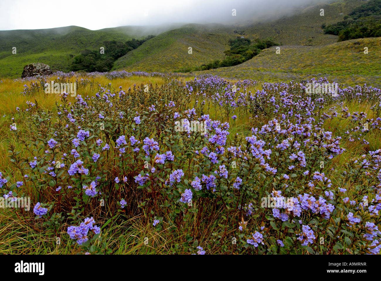 NEELAKURINJI IN RAJAMALA ERAVIKULAM NATIONAL PARK MUNNAR Stock Photo ...