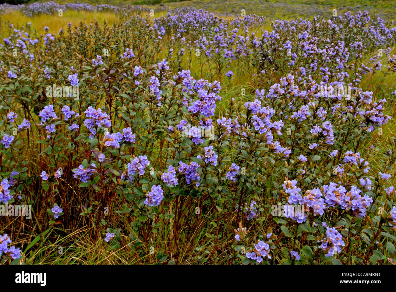 NEELAKURINJI IN RAJAMALA ERAVIKULAM NATIONAL PARK MUNNAR Stock Photo ...
