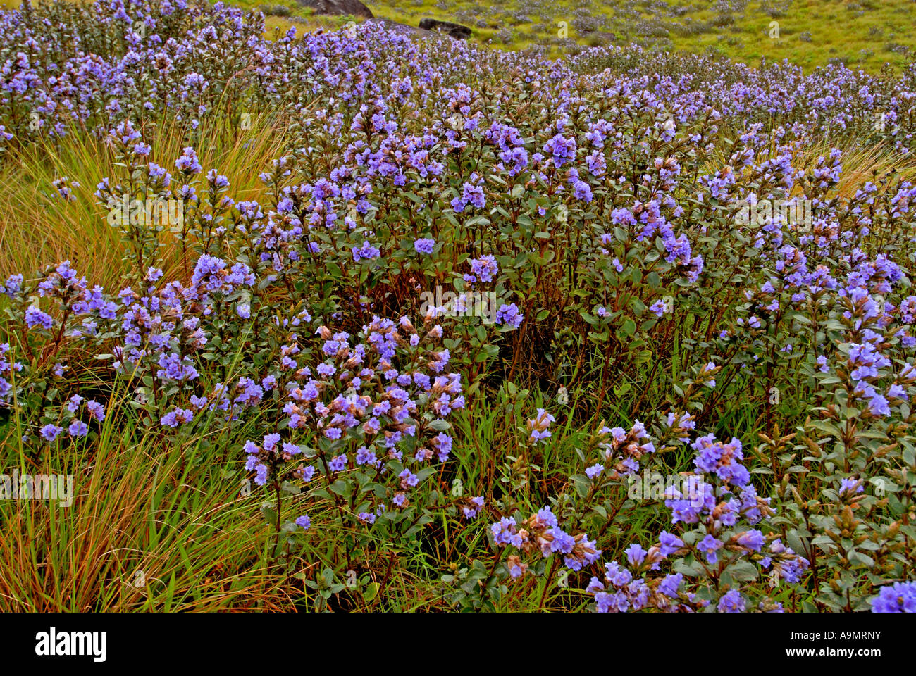 NEELAKURINJI IN RAJAMALA ERAVIKULAM NATIONAL PARK MUNNAR Stock Photo ...