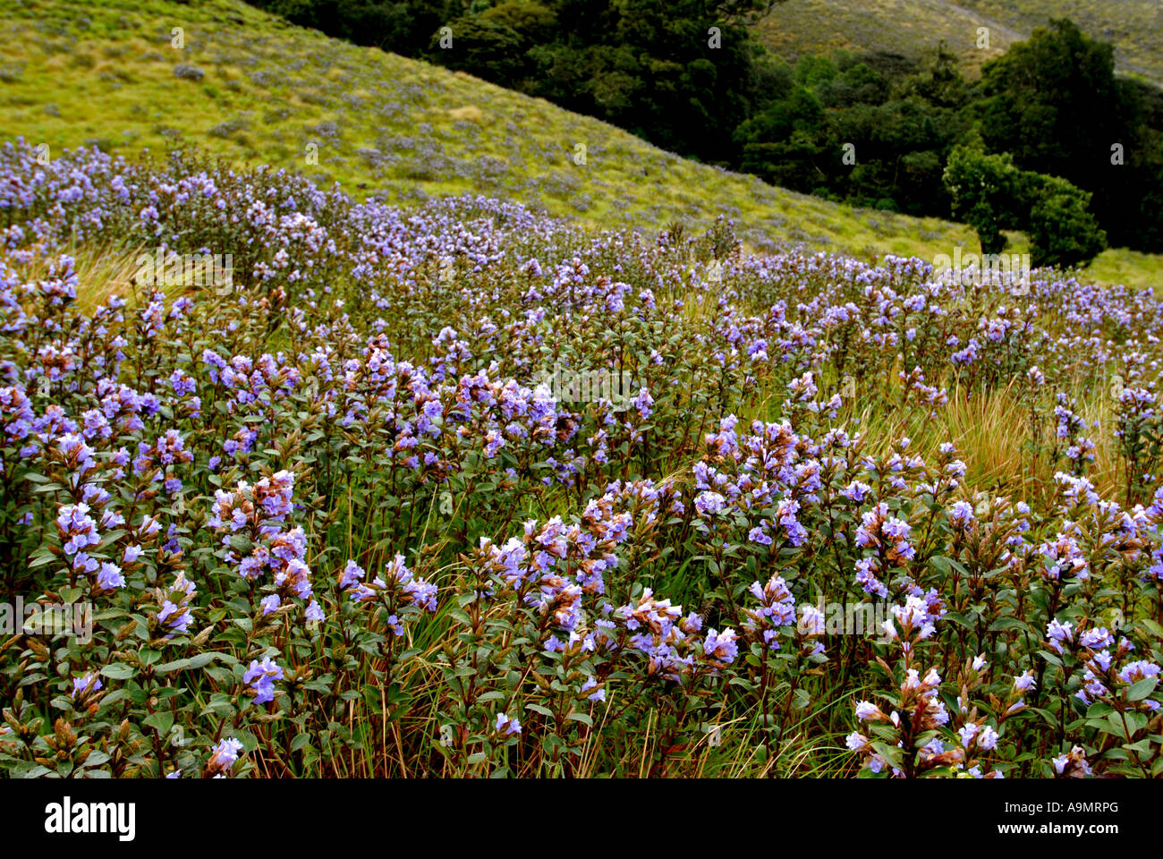 NEELAKURINJI IN RAJAMALA ERAVIKULAM NATIONAL PARK MUNNAR Stock Photo ...