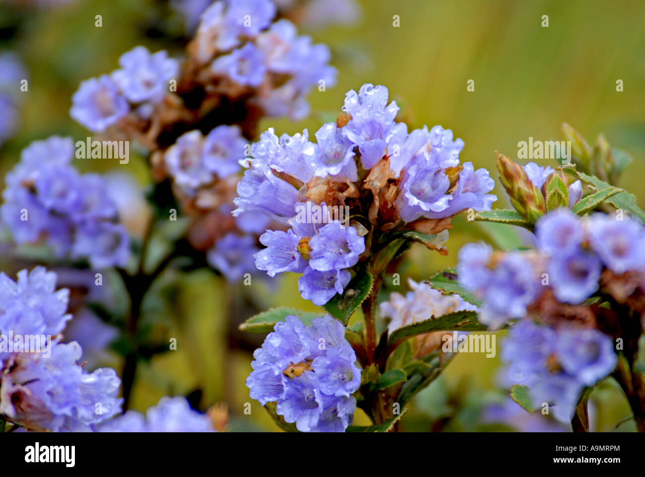 NEELAKURINJI IN RAJAMALA ERAVIKULAM NATIONAL PARK MUNNAR Stock Photo ...