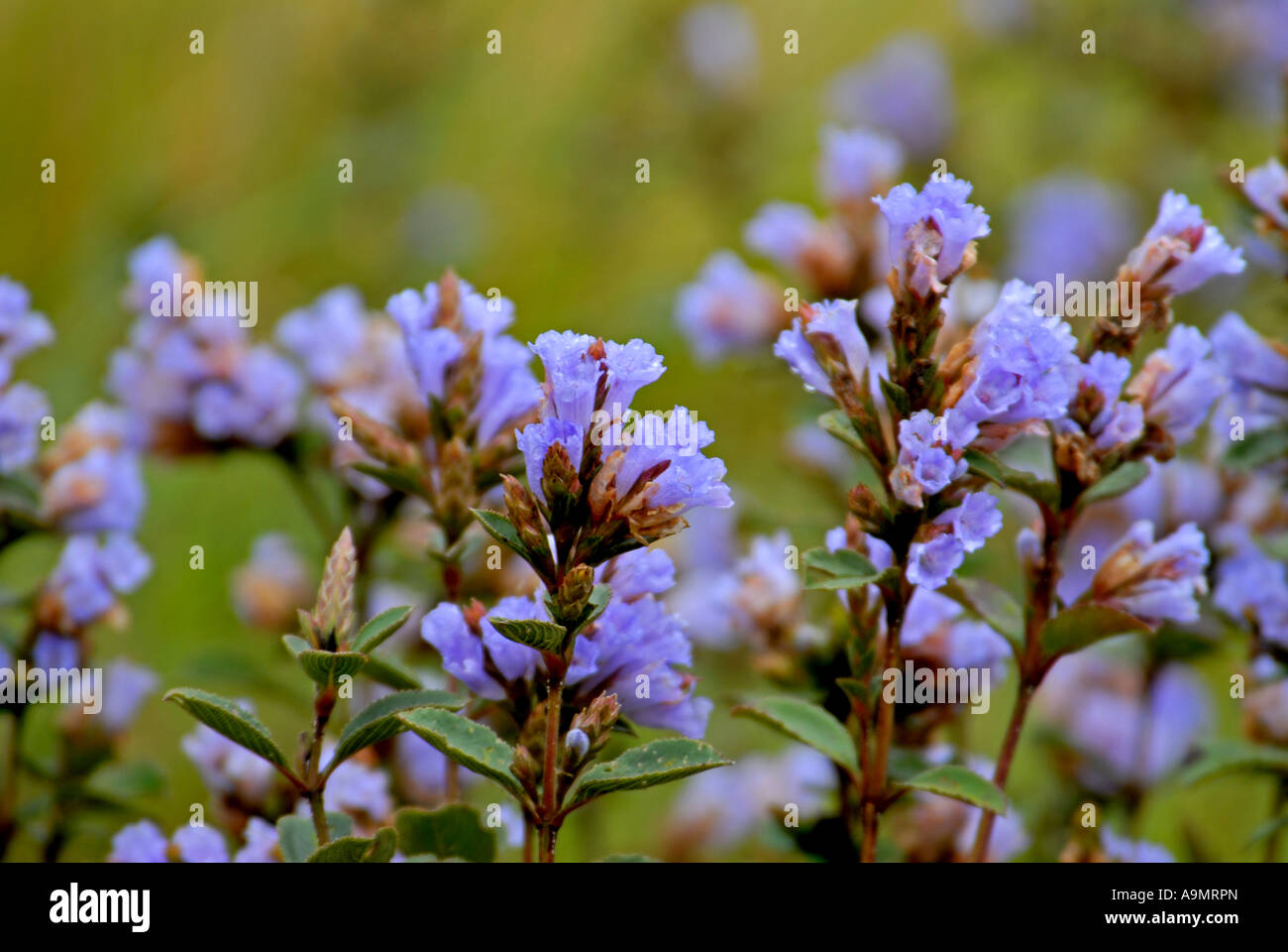NEELAKURINJI IN RAJAMALA ERAVIKULAM NATIONAL PARK MUNNAR Stock Photo ...