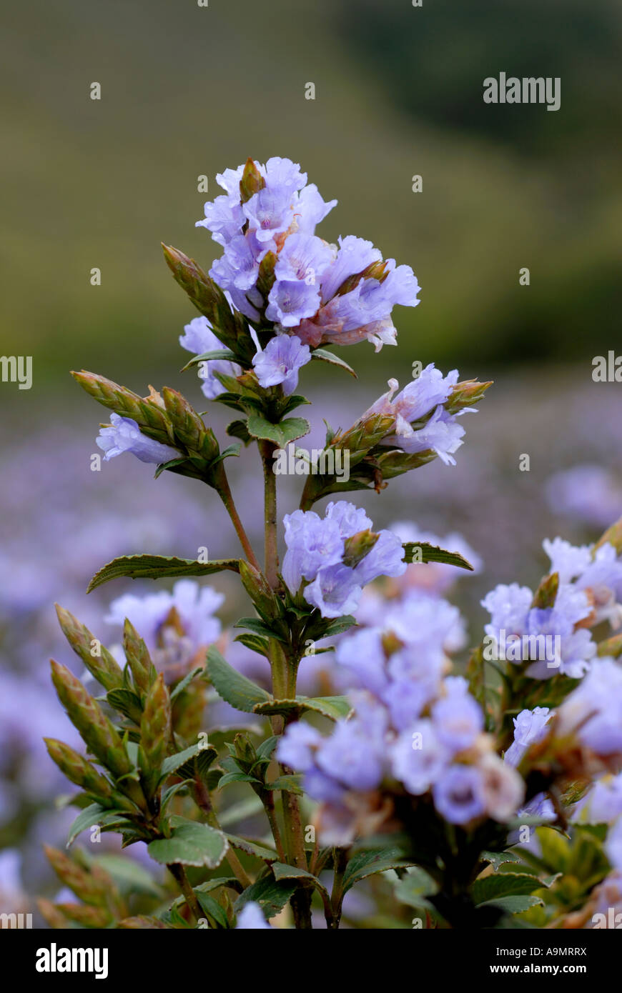 Neelakurinji flowers munnar kerala hi-res stock photography and images ...