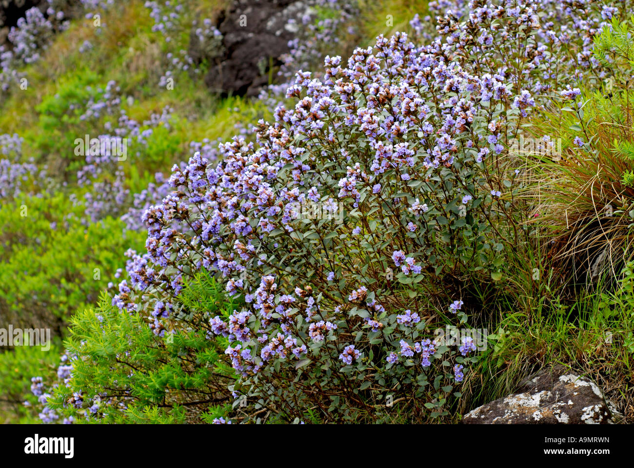 Neelakurinji flowers munnar kerala hi-res stock photography and images ...