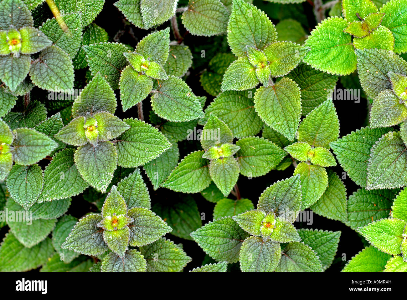 A GARDEN PLANT IN MUNNAR KERALA Stock Photo - Alamy