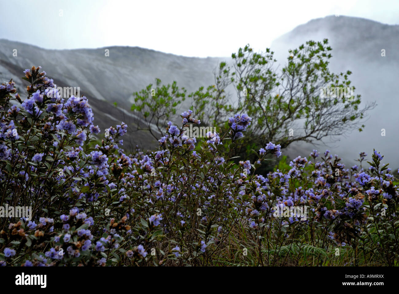 Neelakurinji flowers munnar kerala hi-res stock photography and images ...