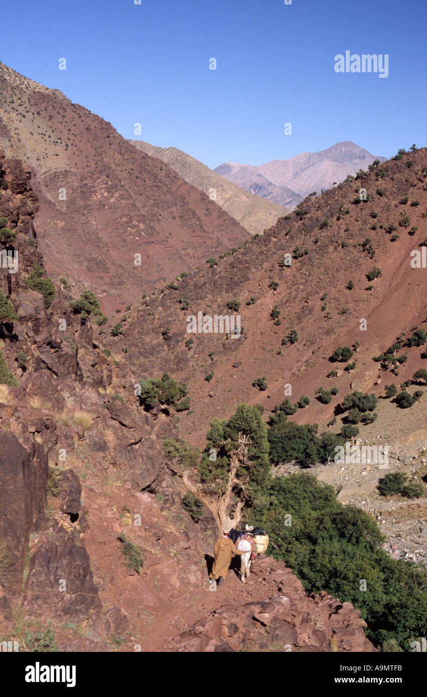 Mule driver hi-res stock photography and images - Alamy