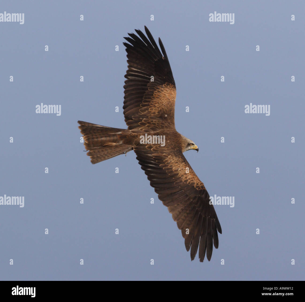 Fly flight freedom speed sequence capture power nature hi-res stock ...