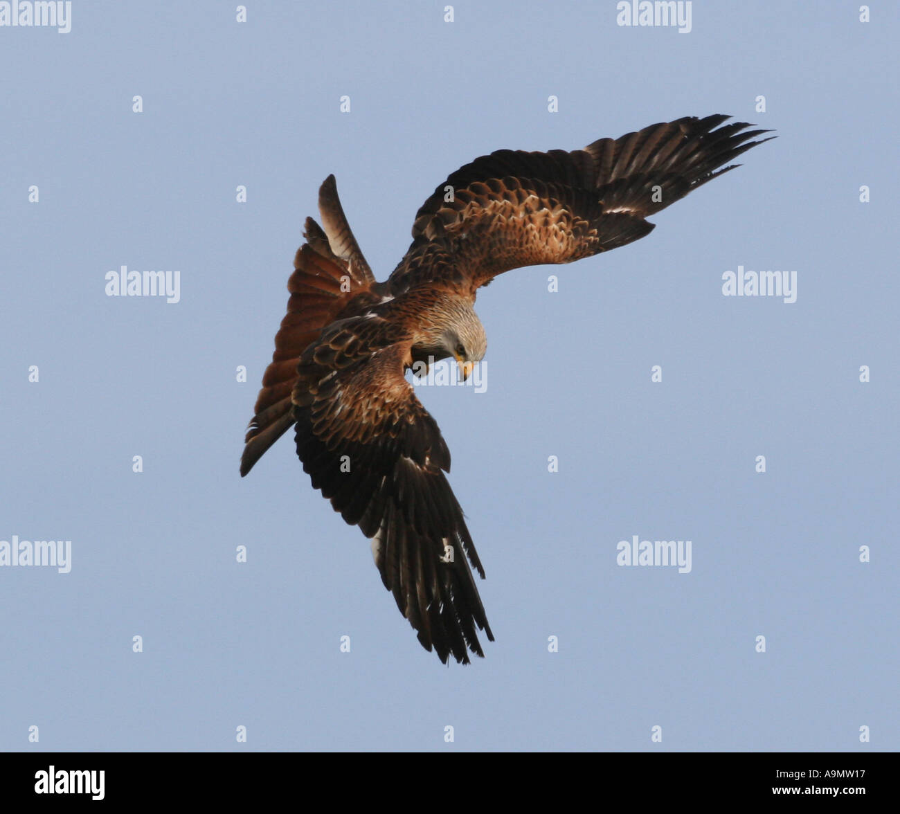 Fly flight freedom speed sequence capture power nature hi-res stock ...