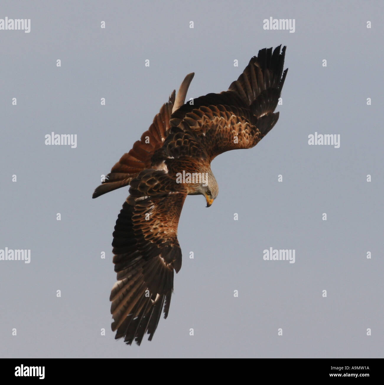 Fly flight freedom speed sequence capture power nature hi-res stock ...