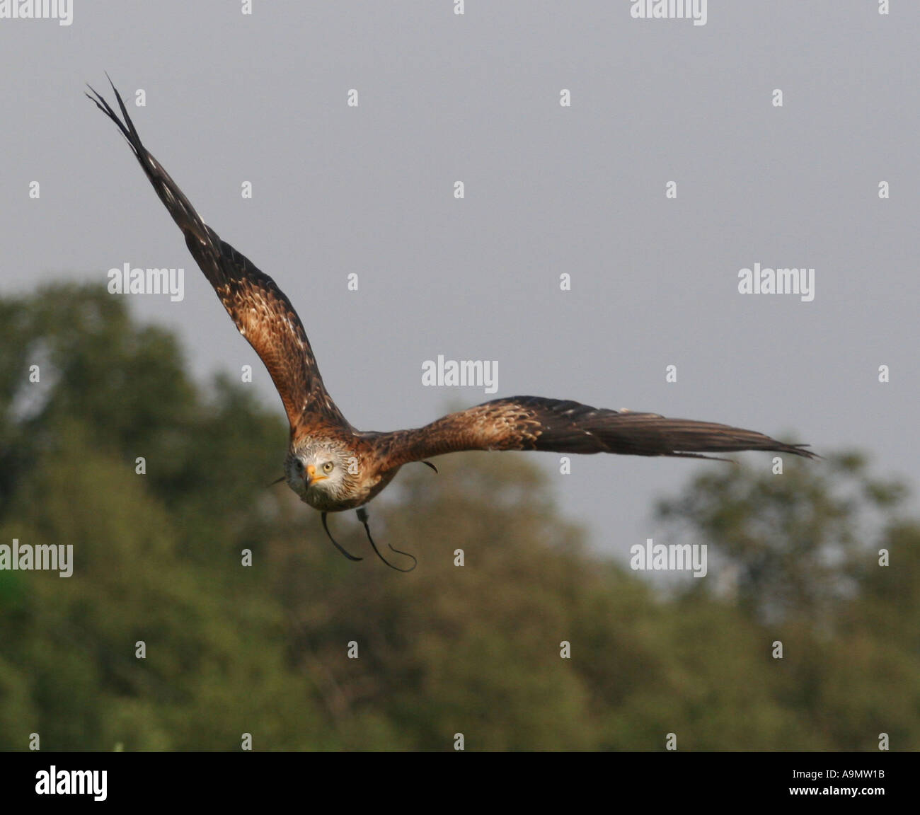 Fly flight freedom speed sequence capture power nature hi-res stock ...
