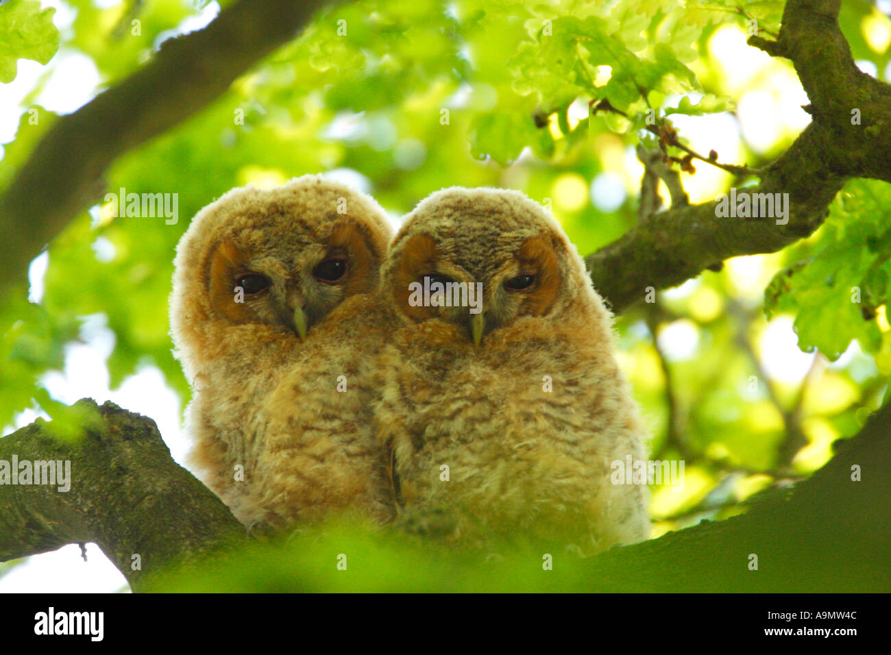 Two baby owls hi-res stock photography and images - Alamy