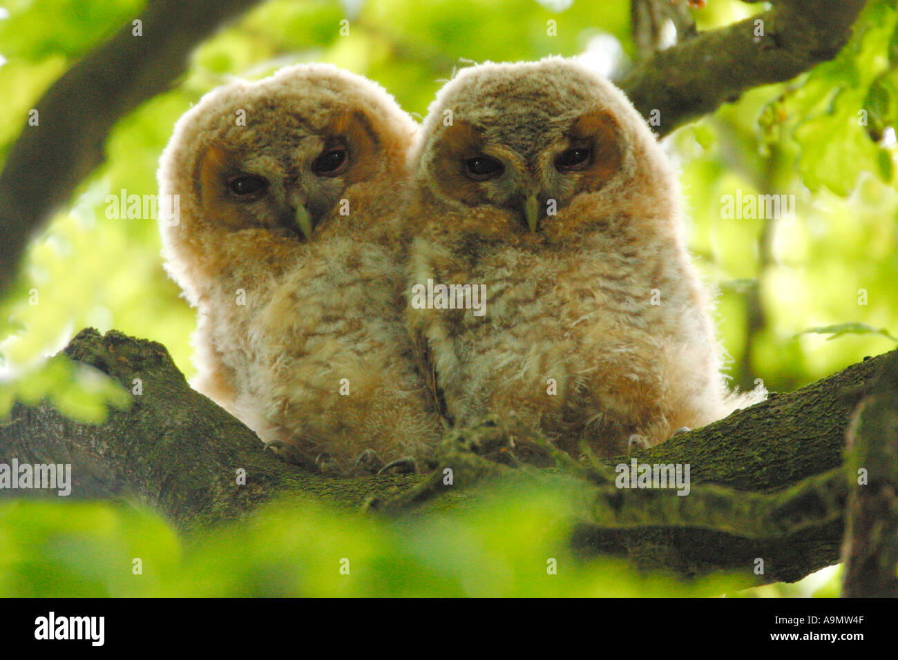 Tawny Owl Strix Aluco Two Twin Juvenile Chicks Stare Down From Oak Tree