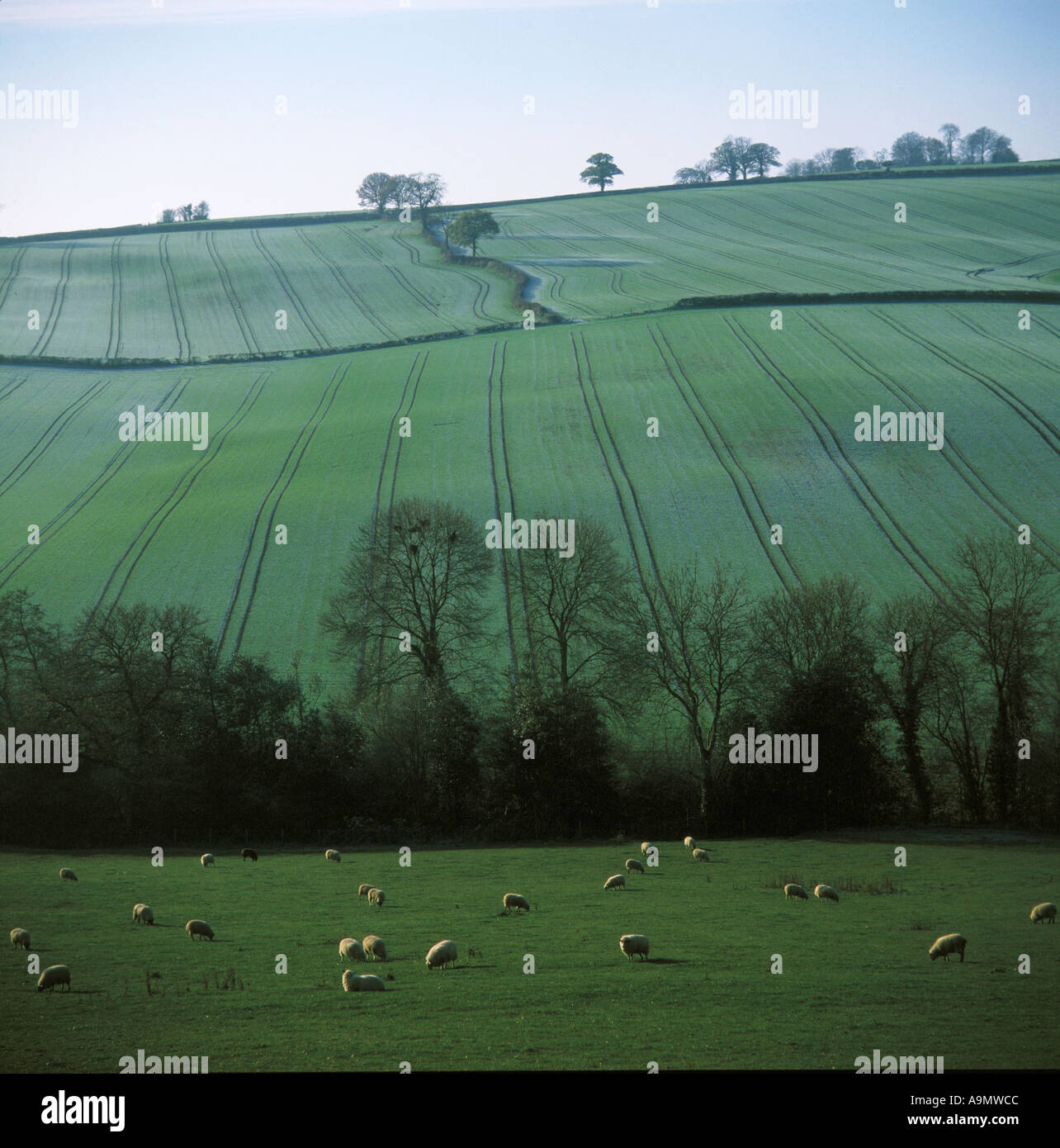 Field with tramlines Herefordshire Stock Photo - Alamy