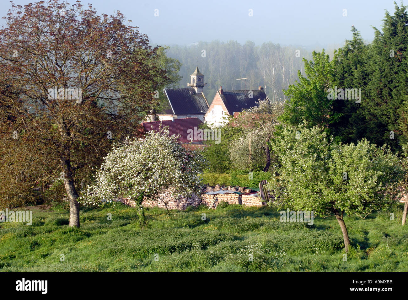Church and trees on misty May morning Bouret sur Canche Pas de Calais ...