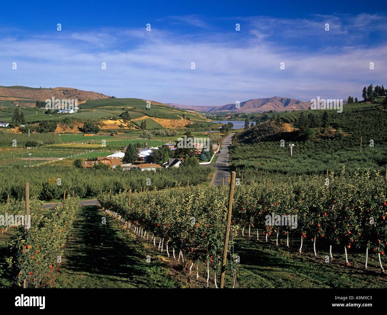 MANSON WASHINGTON STATE USA August Looking across the fruit orchards to ...