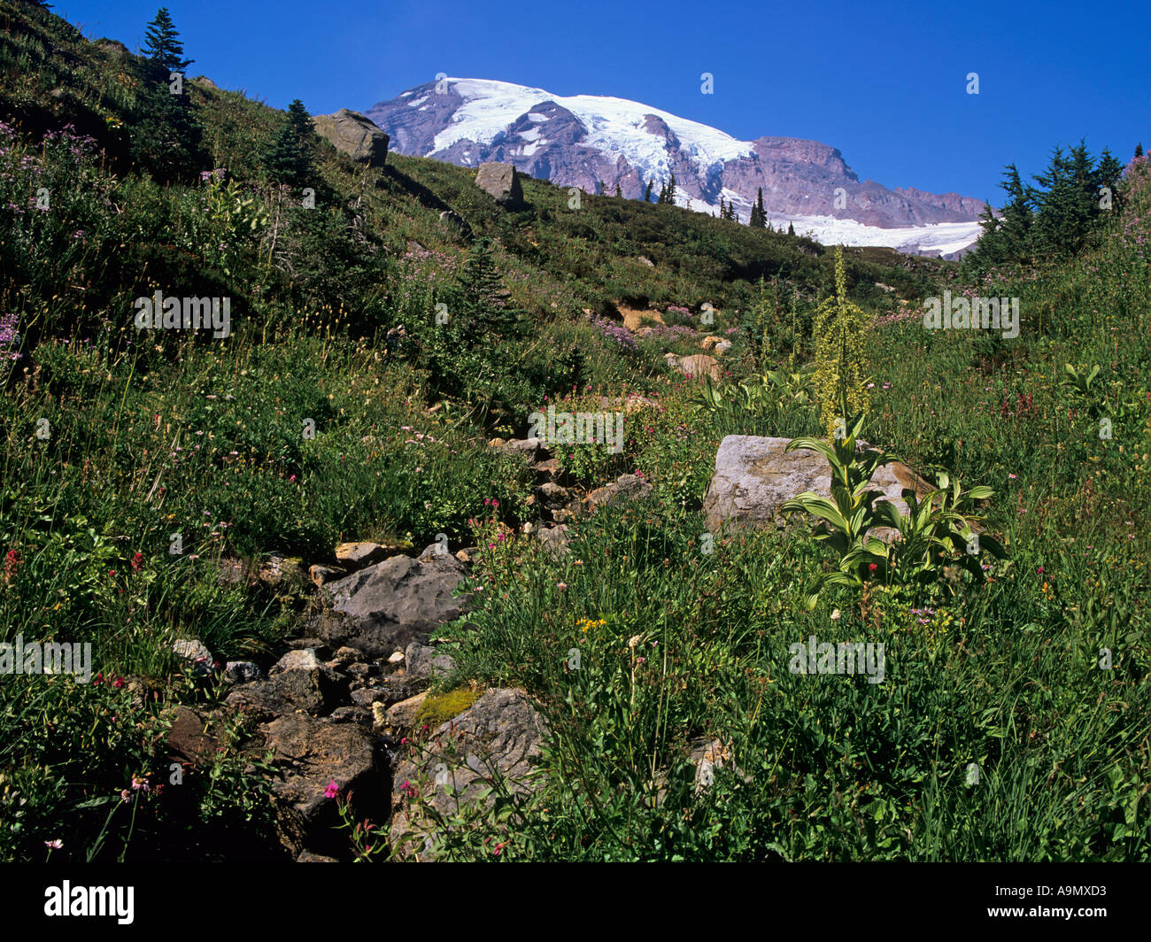 MOUNT RAINIER NATIONAL PARK WASHINGTON STATE USA September Deadman's ...