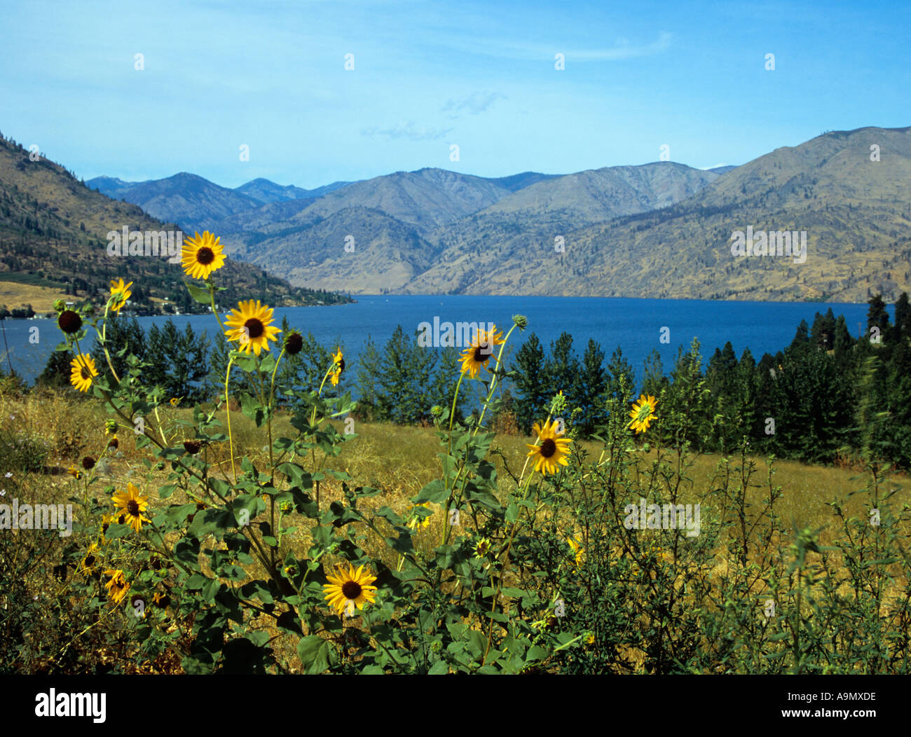 MANSON WASHINGTON STATE USA August View across Lake Chelan to the ...
