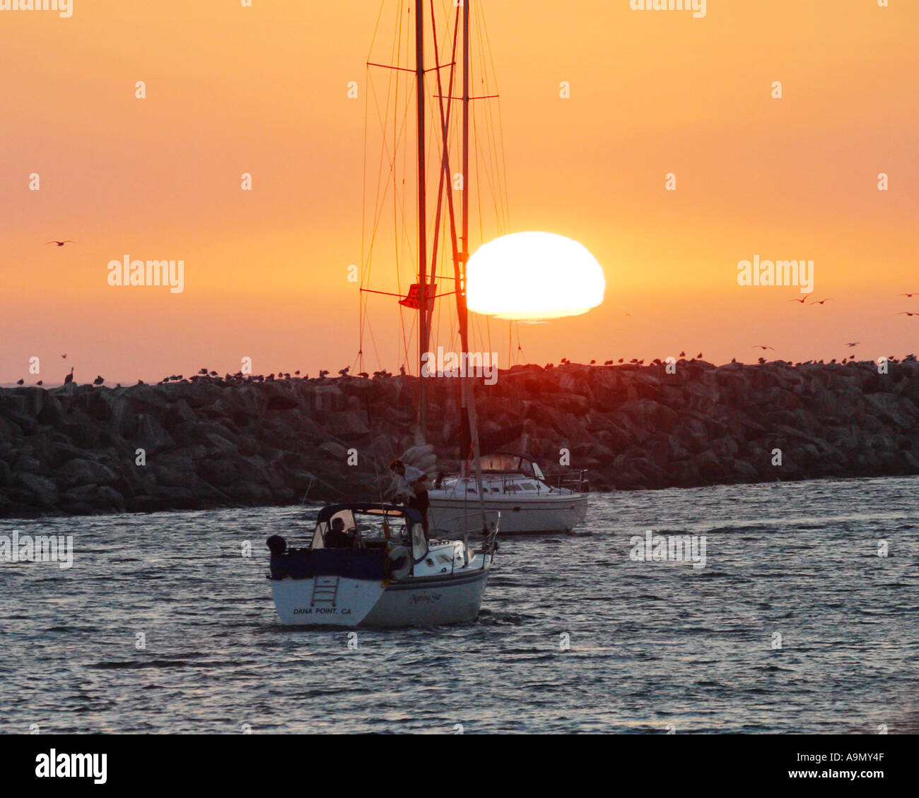 Sailboats with their sails down as they come in for the night in Dana ...
