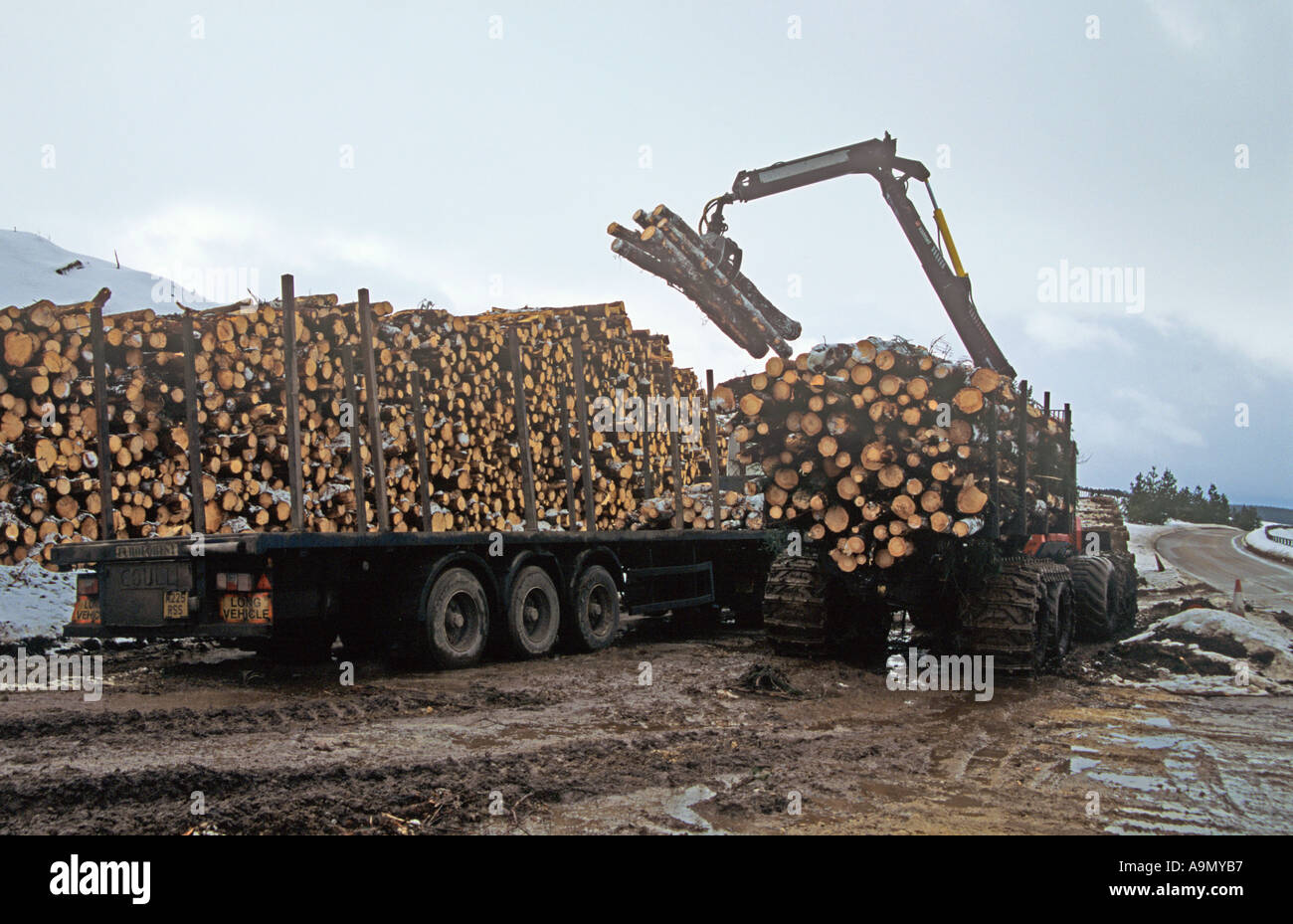 MORAY SCOTLAND UK February Logs cut by the Forestry Commission being ...