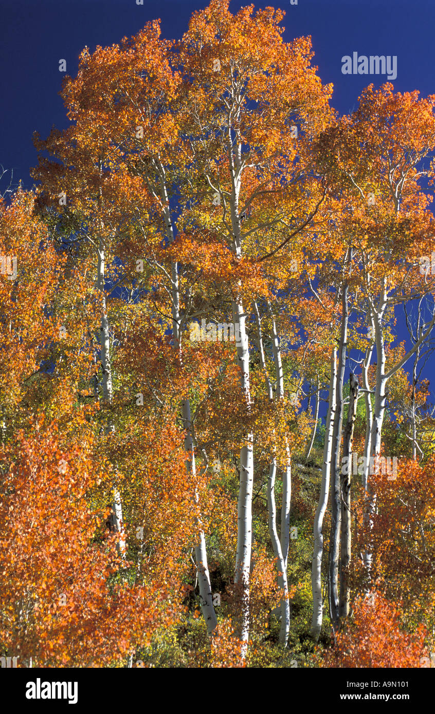 aspen trees in fall foliage Wasatch Range Stock Photo - Alamy