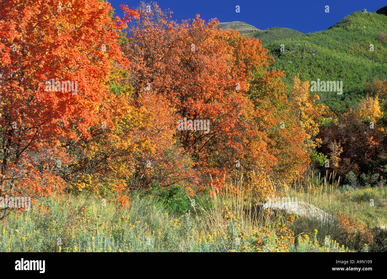 fall foliage in the Uinta Mountains Stock Photo - Alamy