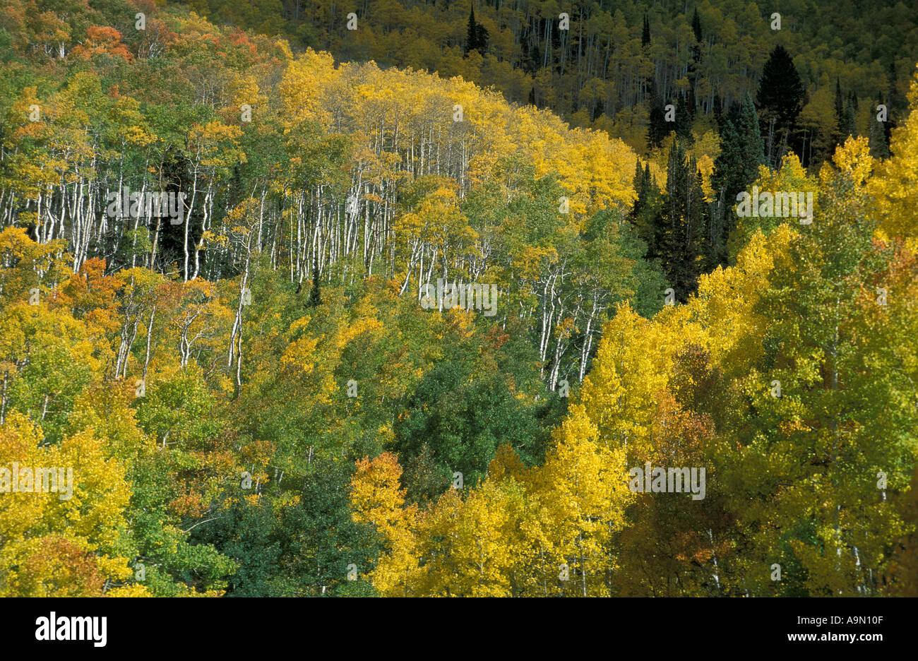 fall foliage in the Uinta Mountains Stock Photo - Alamy