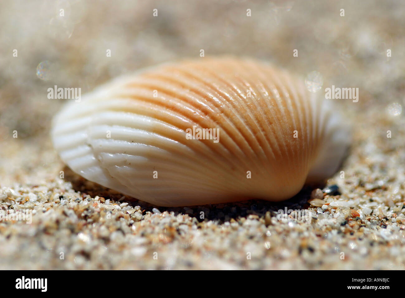 Shell on sandy beach Stock Photo - Alamy