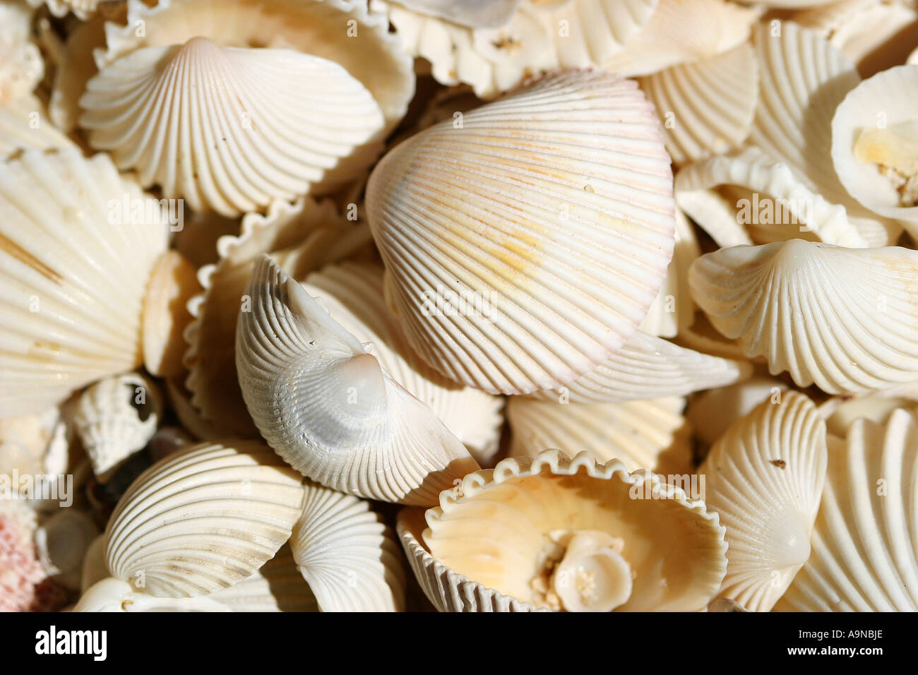 Sea shells cluster hi-res stock photography and images - Alamy