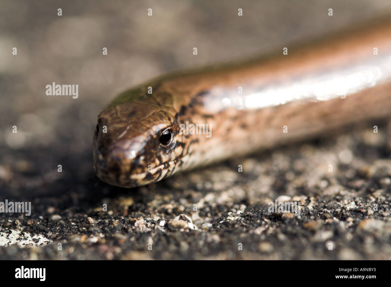 Headshot of a common Slow Worm which is protected in Britain under ...