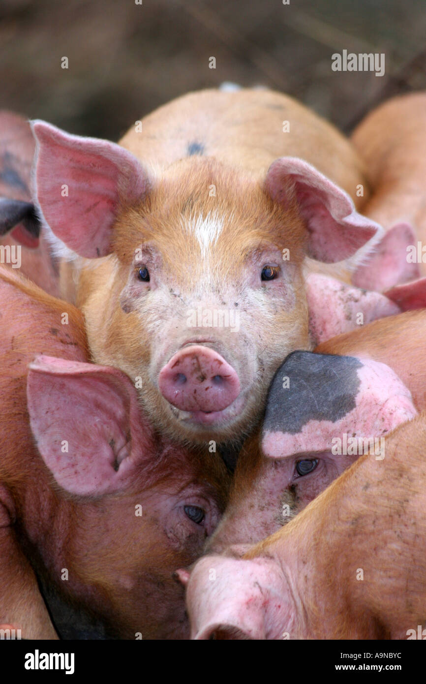 Pile of pigs Stock Photo - Alamy