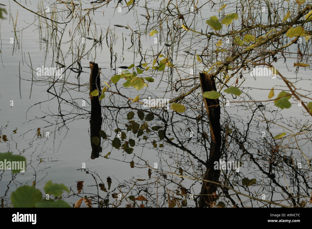 Overhanging fence hi-res stock photography and images - Alamy