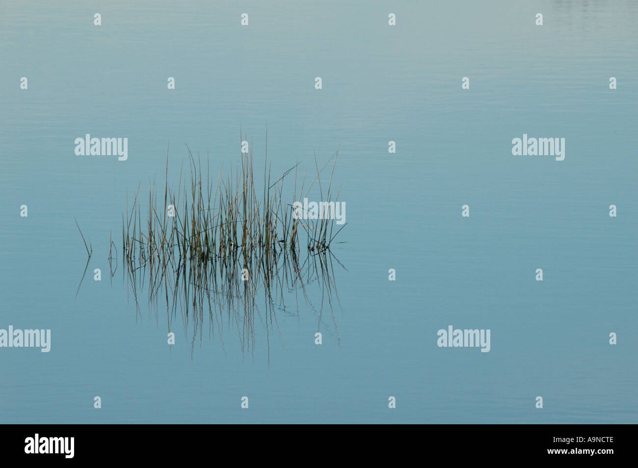 Clump of reeds hi-res stock photography and images - Alamy